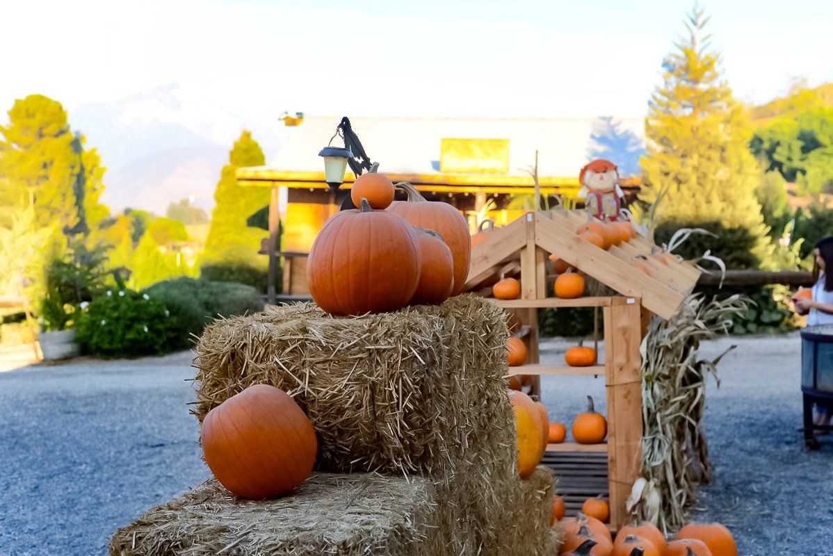 Pumkin Patch Inland Empire Pumpkin Farm Redlands U Pick Pumpkins