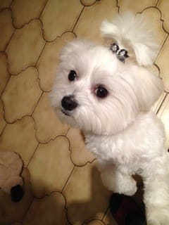 Cute Maltese Hair Cuts and Styles