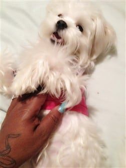 Maltese Size | Puppies and Dogs