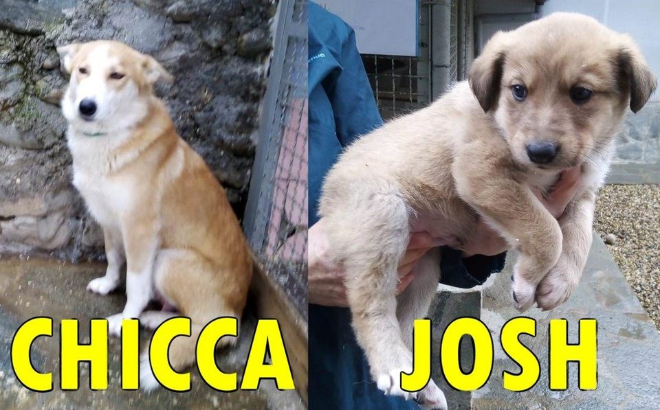 Adottare un cane | Bibiana, TO | Lega Nazionale Difesa del Cane