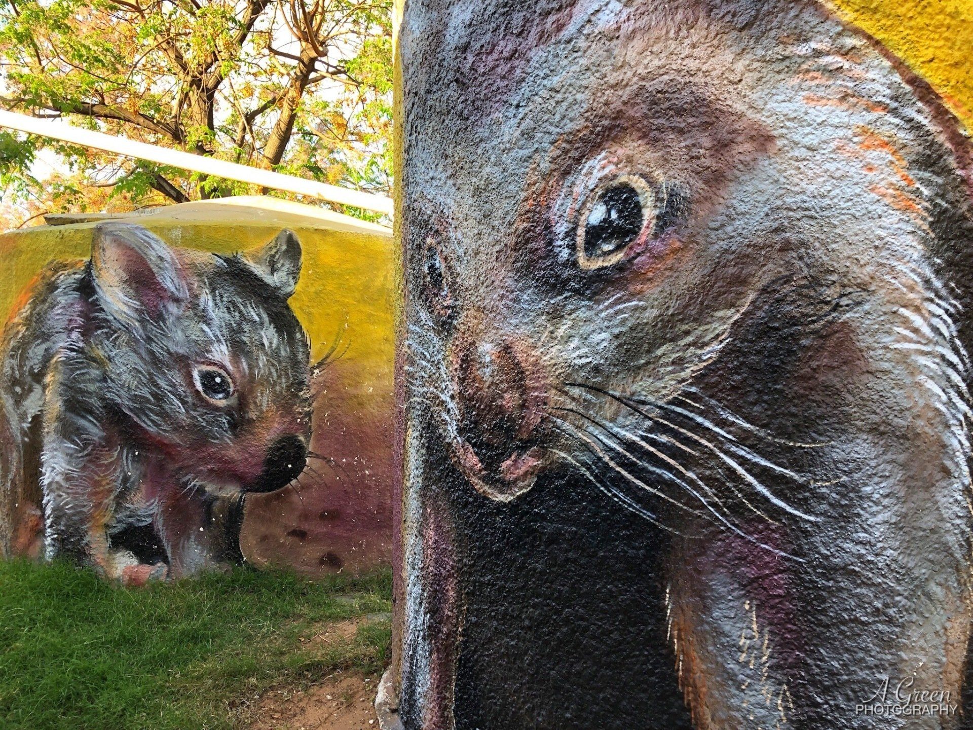 Thallon Wombat Tank Art