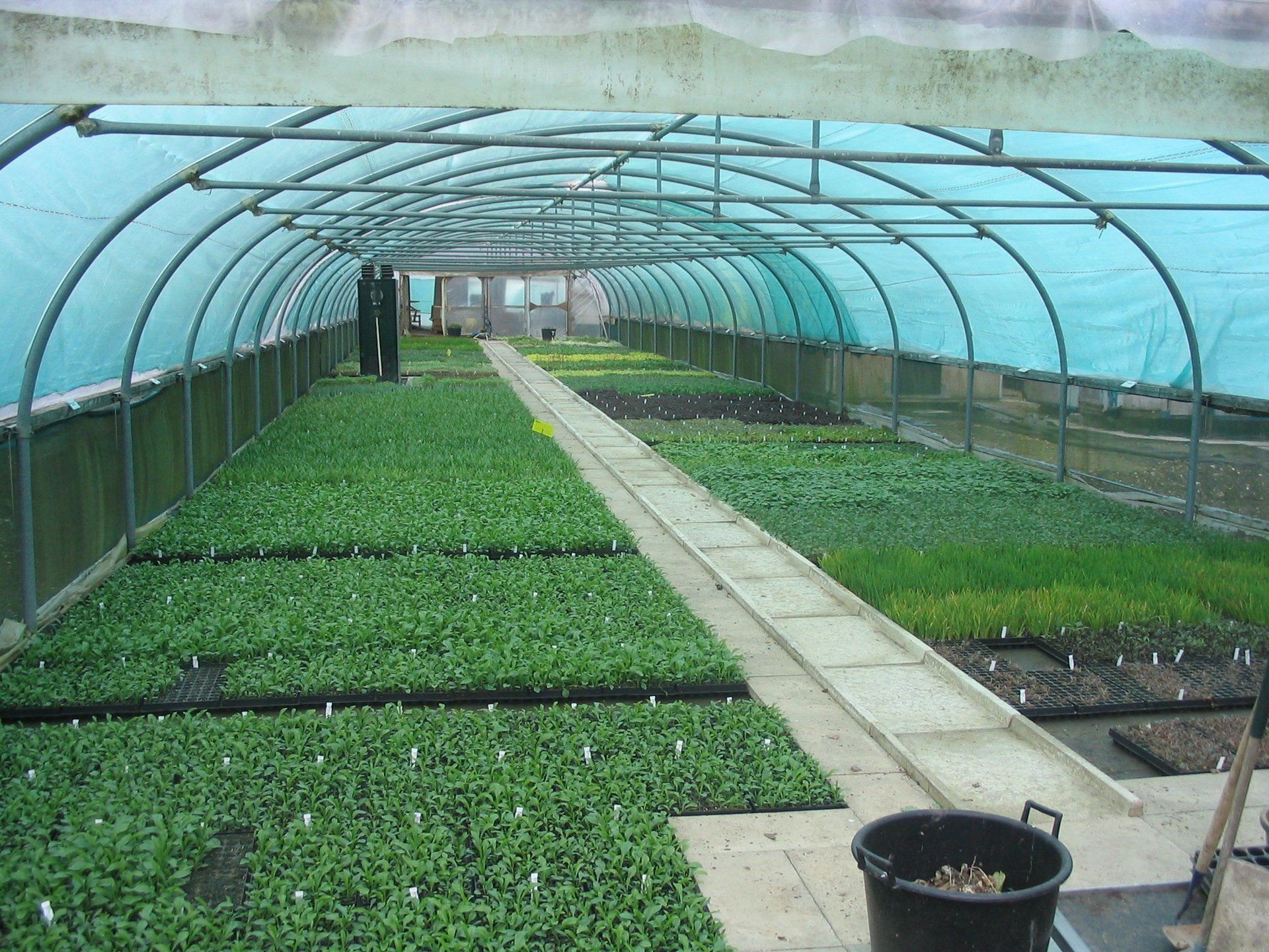 Kirton Farm Nurseries Ltd home of the Hairy Pot Plant Co