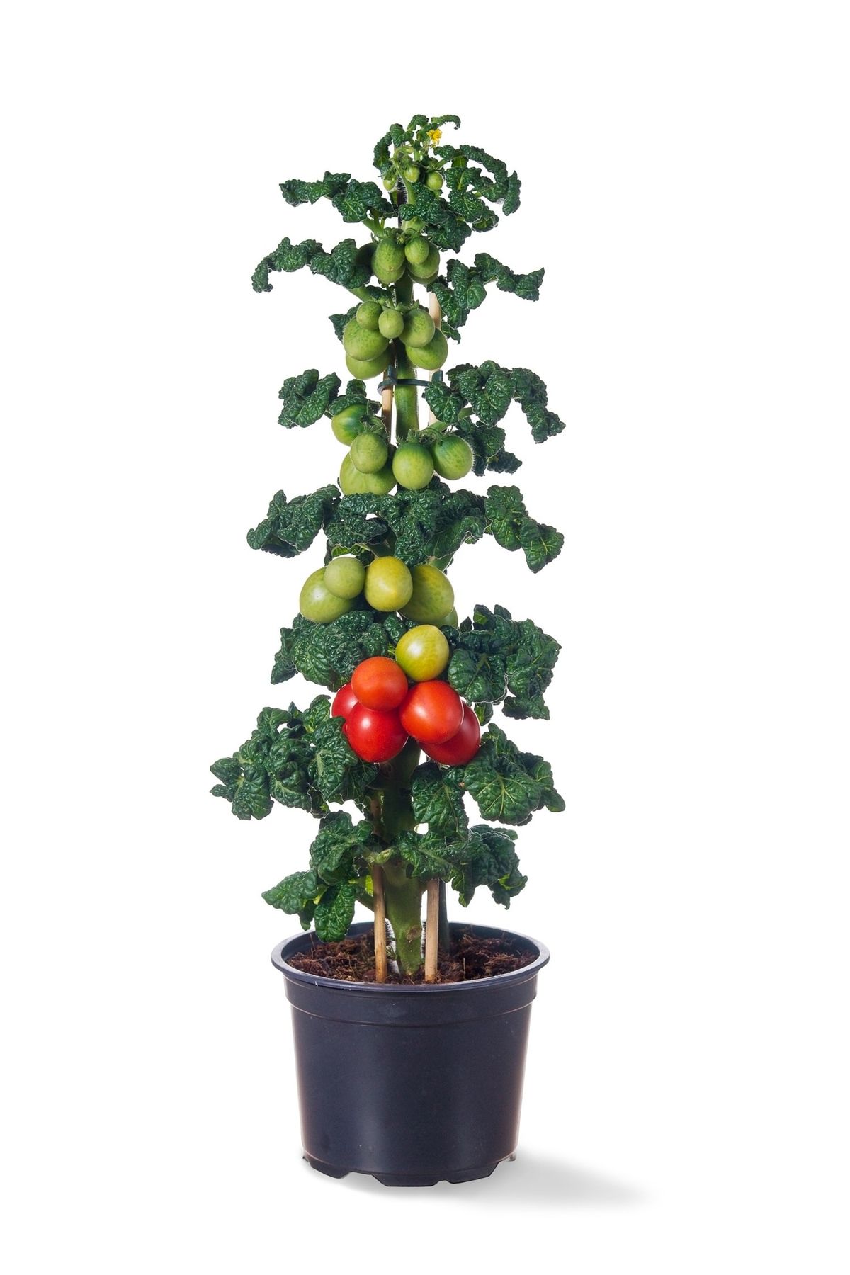 Farmzy® Little Red Tree