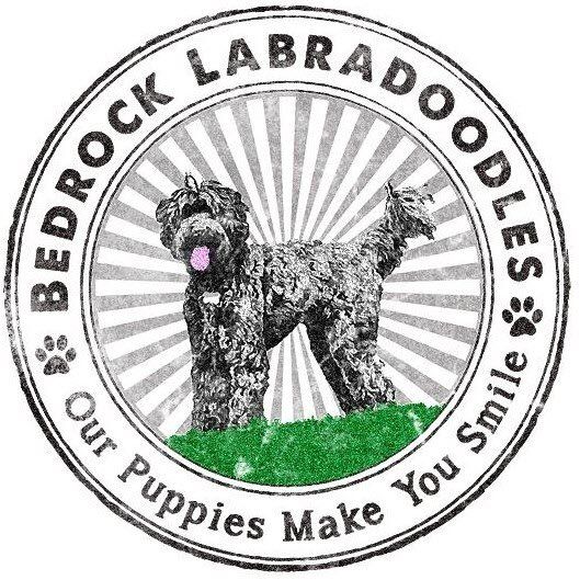 Home | Bedrock Labradoodles
