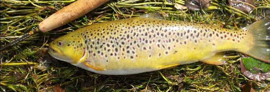 Invertebrate Sampling