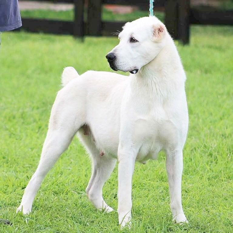 Pastor de Asia Central en Venta | Criadero Alabai.mx Mexico