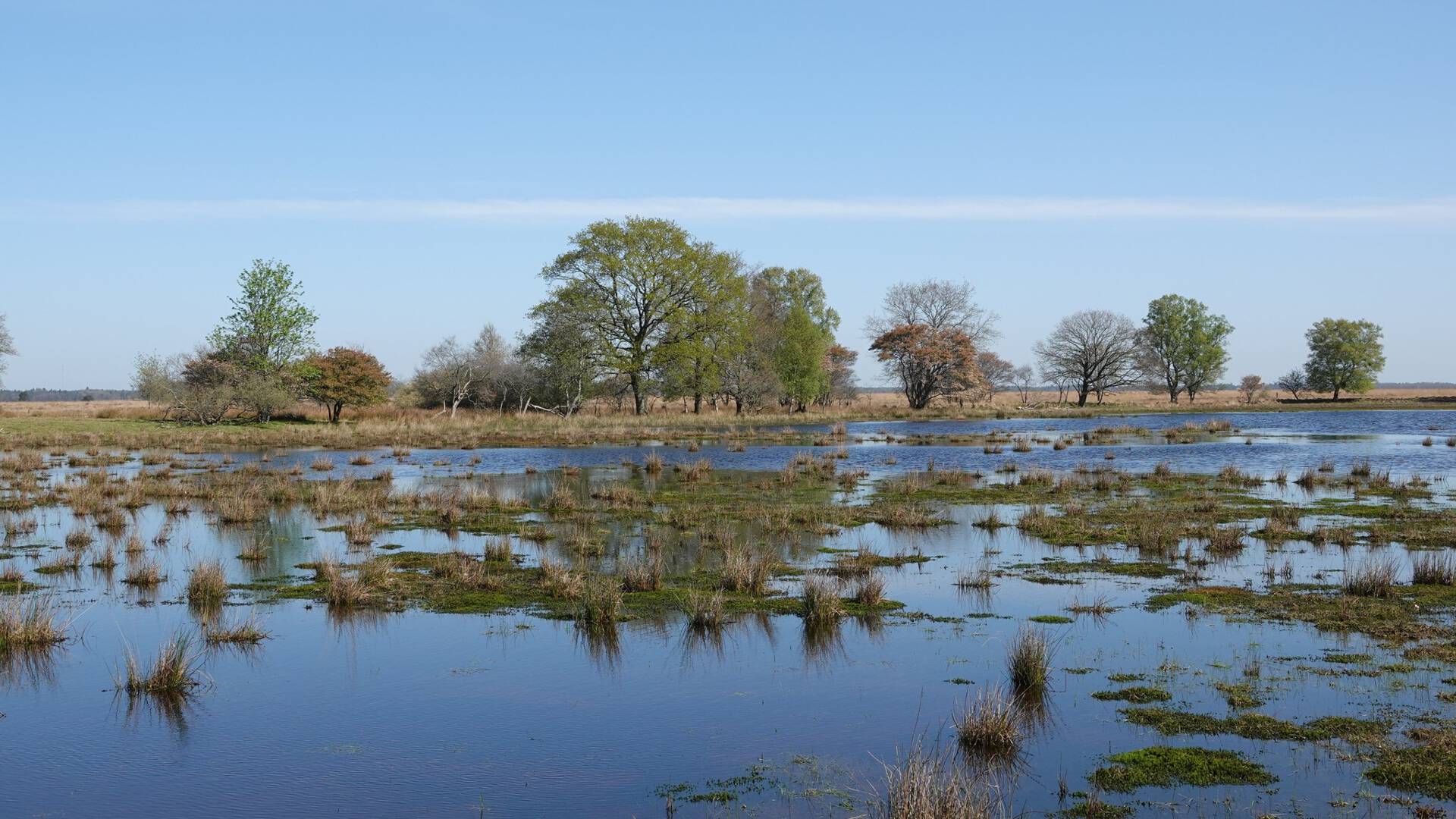 Nederlandse natuurfilm Habitat over Drentse beekdallandschap in première