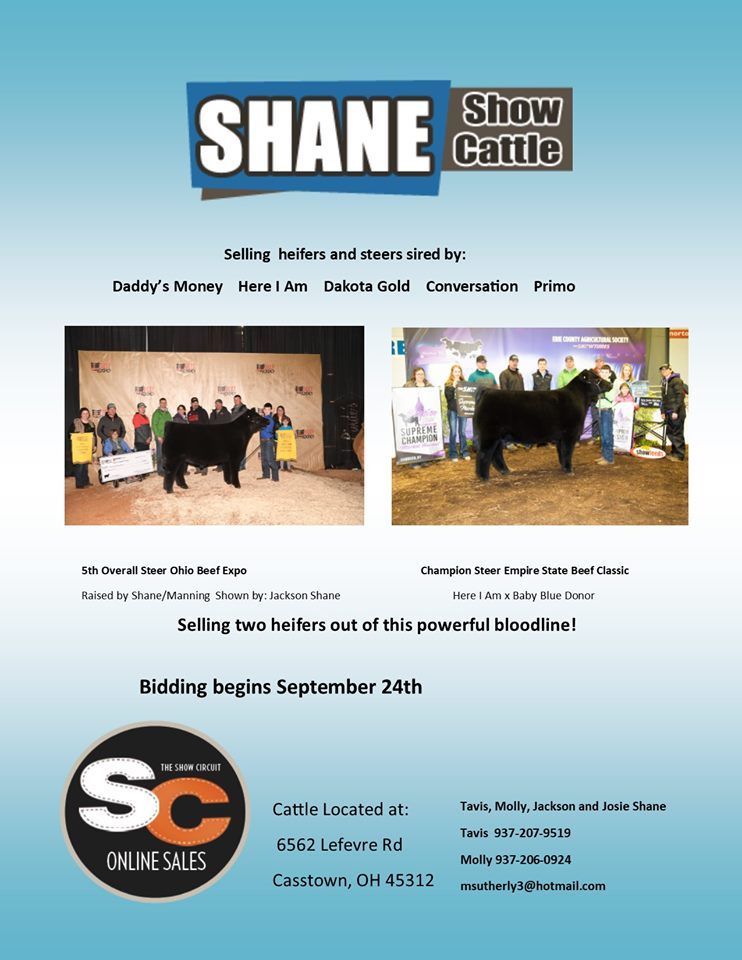 Show Steers, Show Heifers - Shane Show Cattle, OH