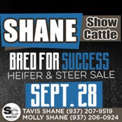Show Steers, Show Heifers - Shane Show Cattle, OH