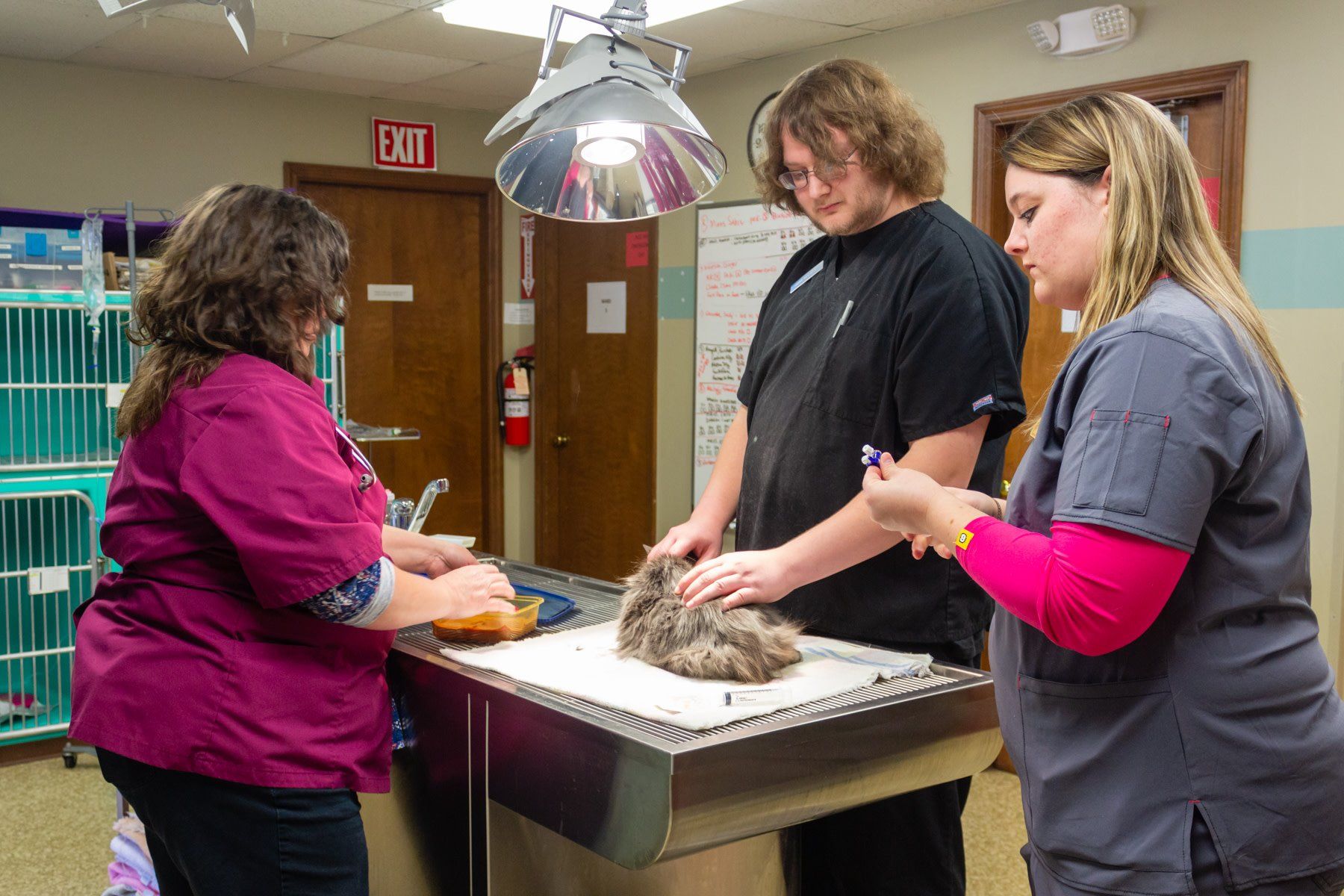 Phelps Veterinary Hospital - Phelps, NY