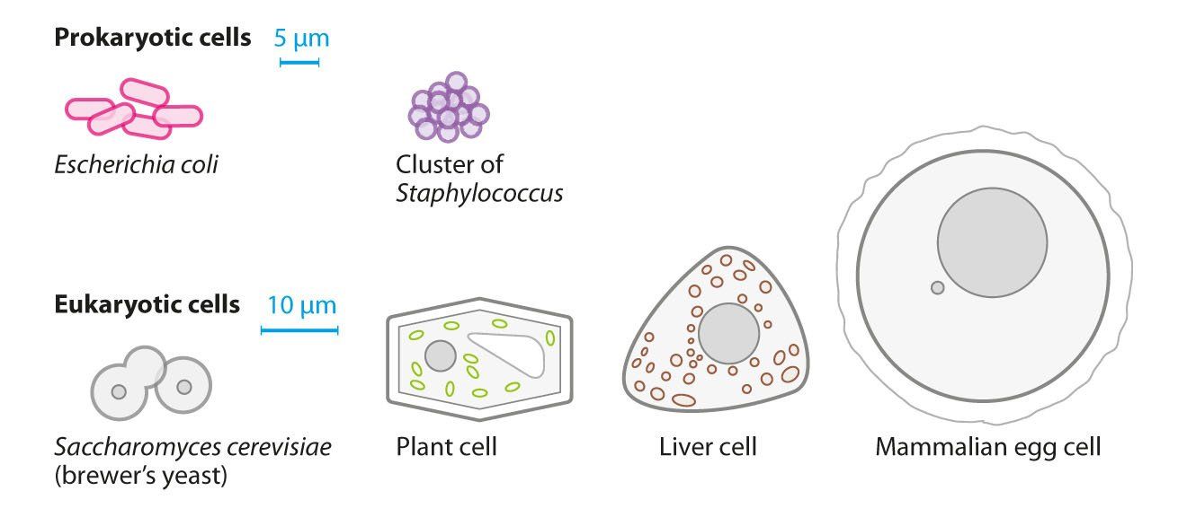 Microbiology illustrations