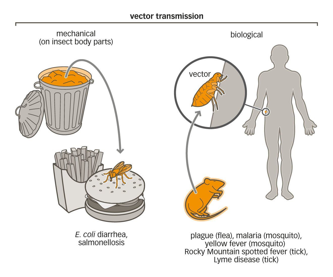 Microbiology scientific illustration
