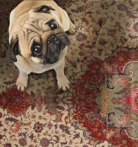 Area Rug Cleaning | The Original Ayoub Carpet Service
