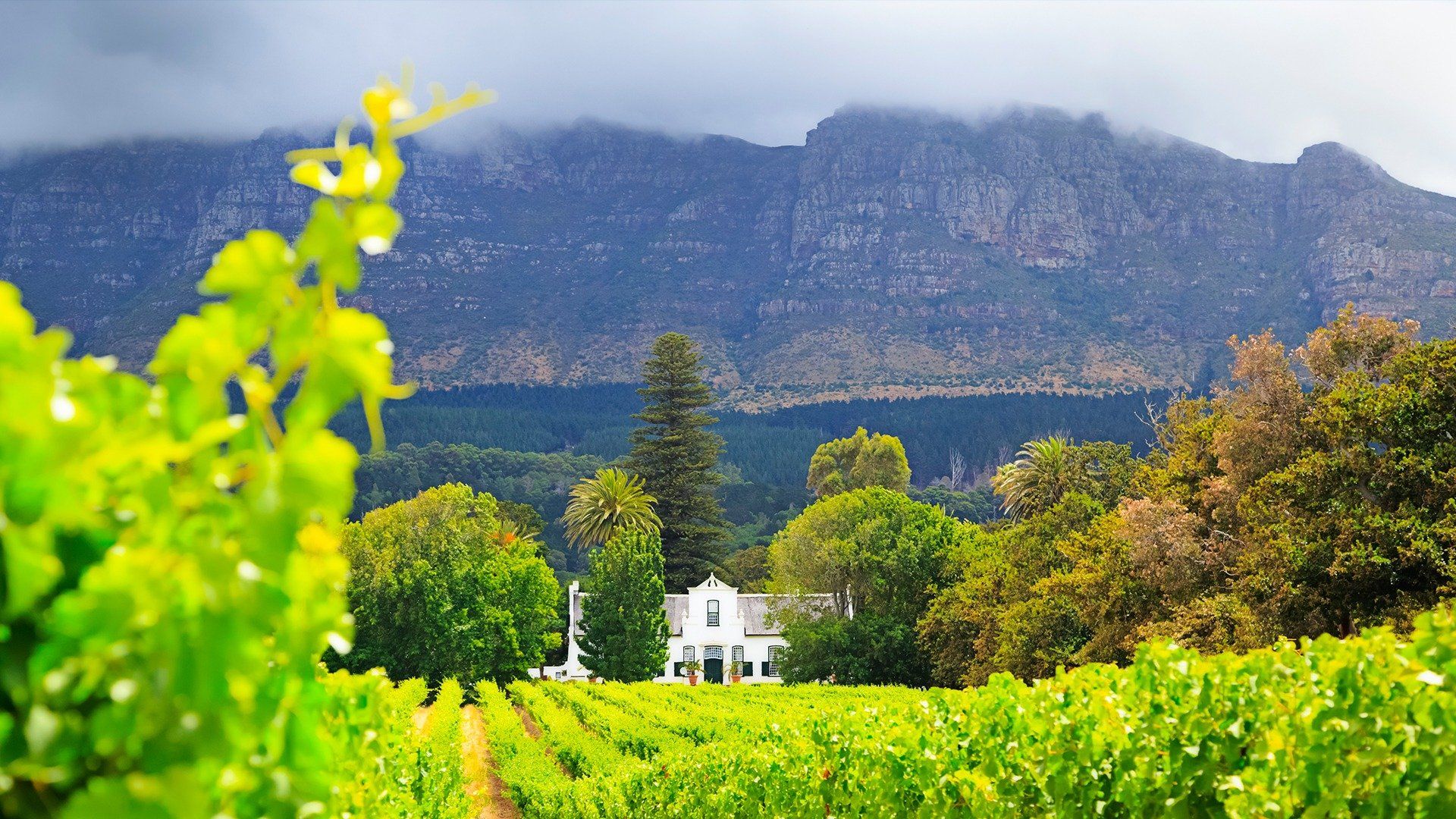 Visit the Cape Winelands near Cape Town, South Africa