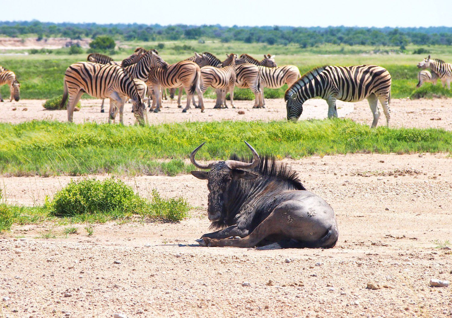 Visit Etosha National Park in Namibia
