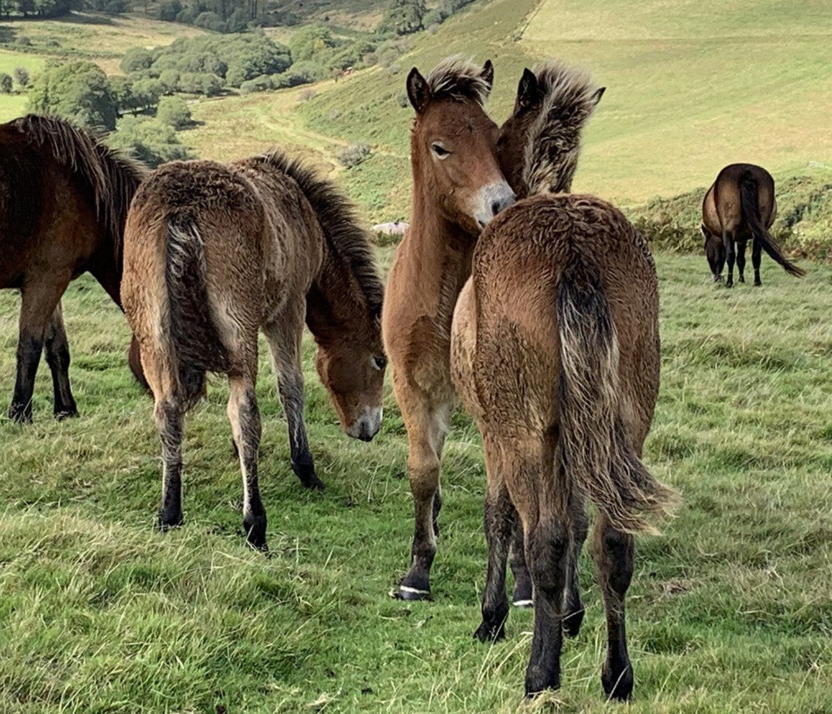 Exmoor Ponies For Sale