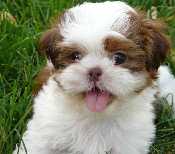 Venta de Perros Shih Tzu | Criadero Shihtzu.mx