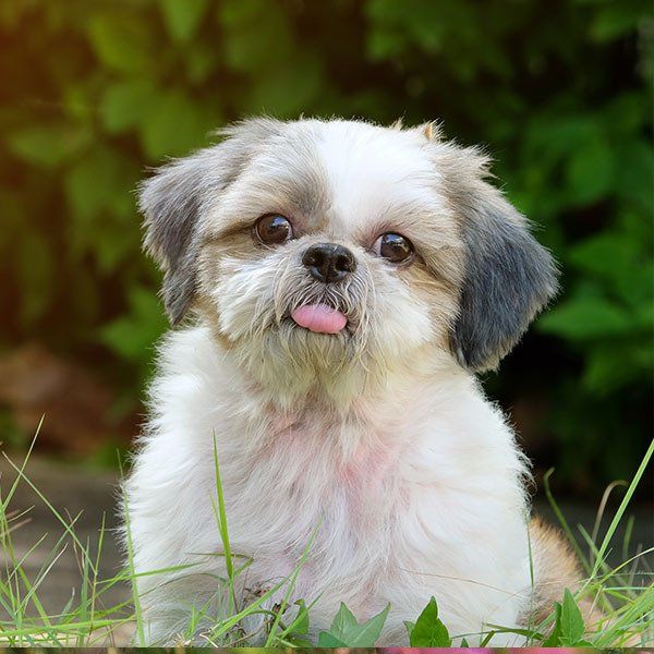 Venta de Perros Shih Tzu | Criadero Shihtzu.mx