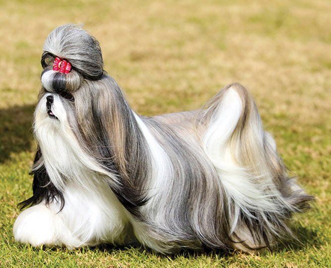 Venta de Perros Shih Tzu | Criadero Shihtzu.mx