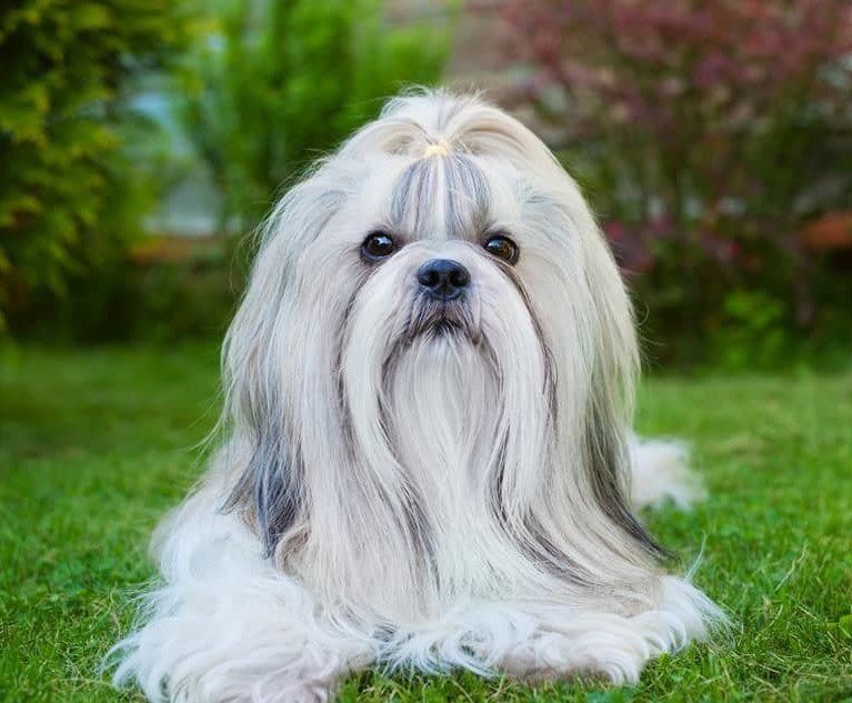 Venta de Perros Shih Tzu | Criadero Shihtzu.mx