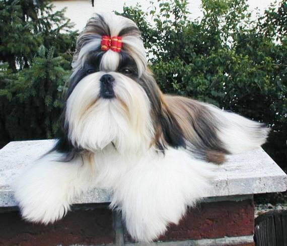 Venta de Perros Shih Tzu | Criadero Shihtzu.mx
