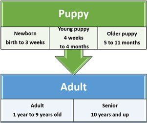 Shih Tzu Age Stages and Information