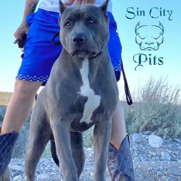 Males | Sin City Pits Las Vegas | XL Pitbull Breeders