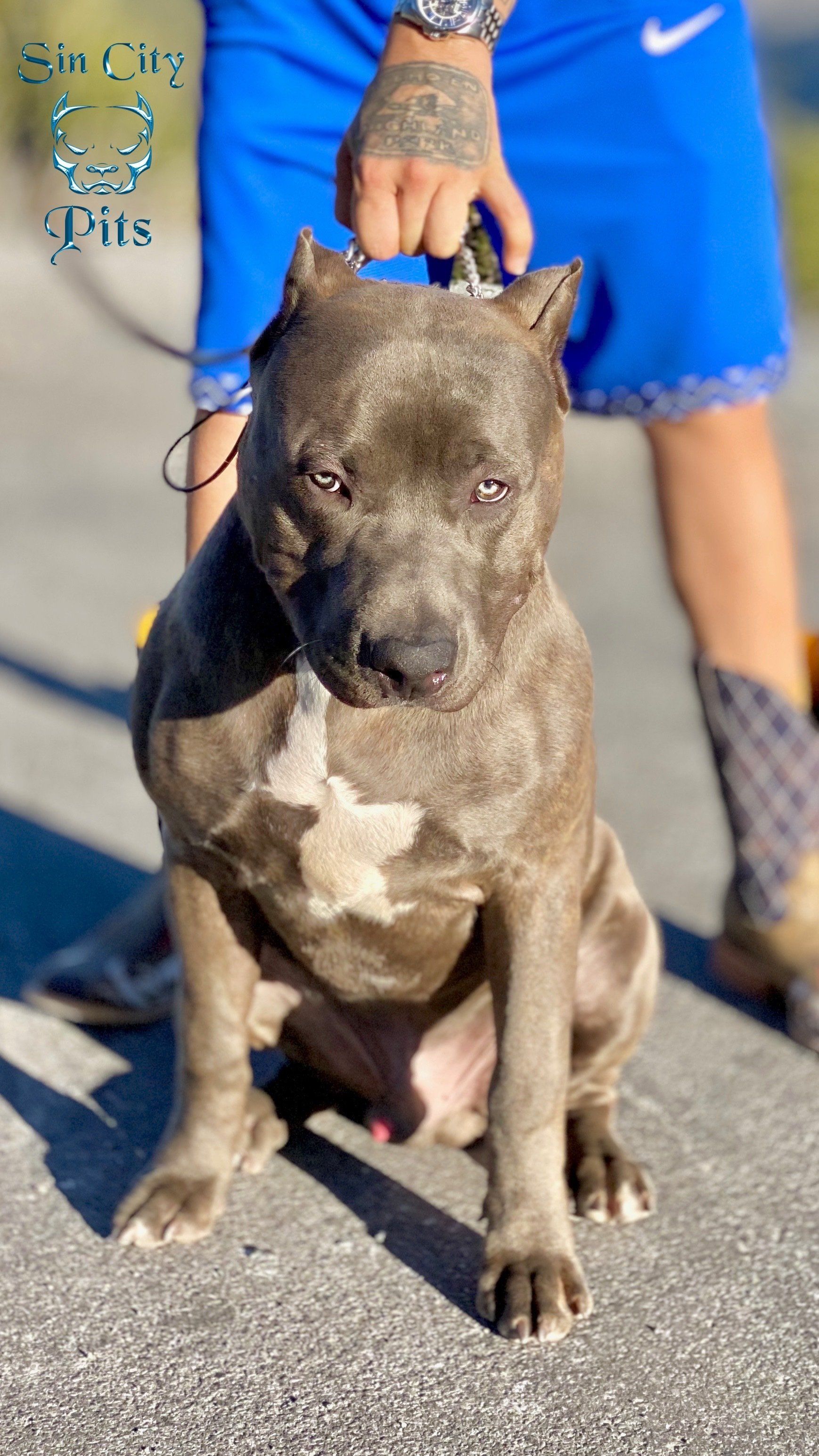 Males | Sin City Pits Las Vegas | XL Pitbull Breeders