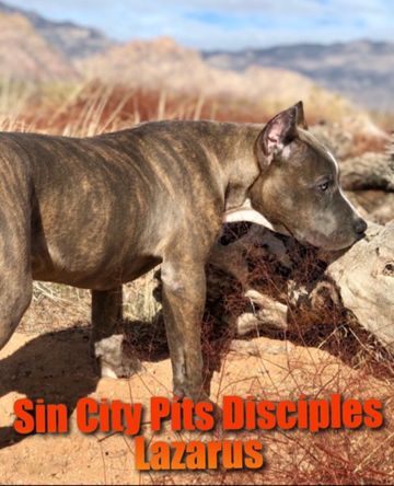 Males | Sin City Pits Las Vegas | XL Pitbull Breeders