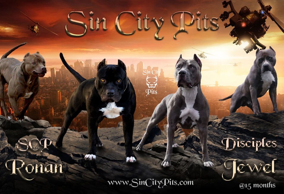 Breedings | XL Pitbulls | Puppies For Sale
