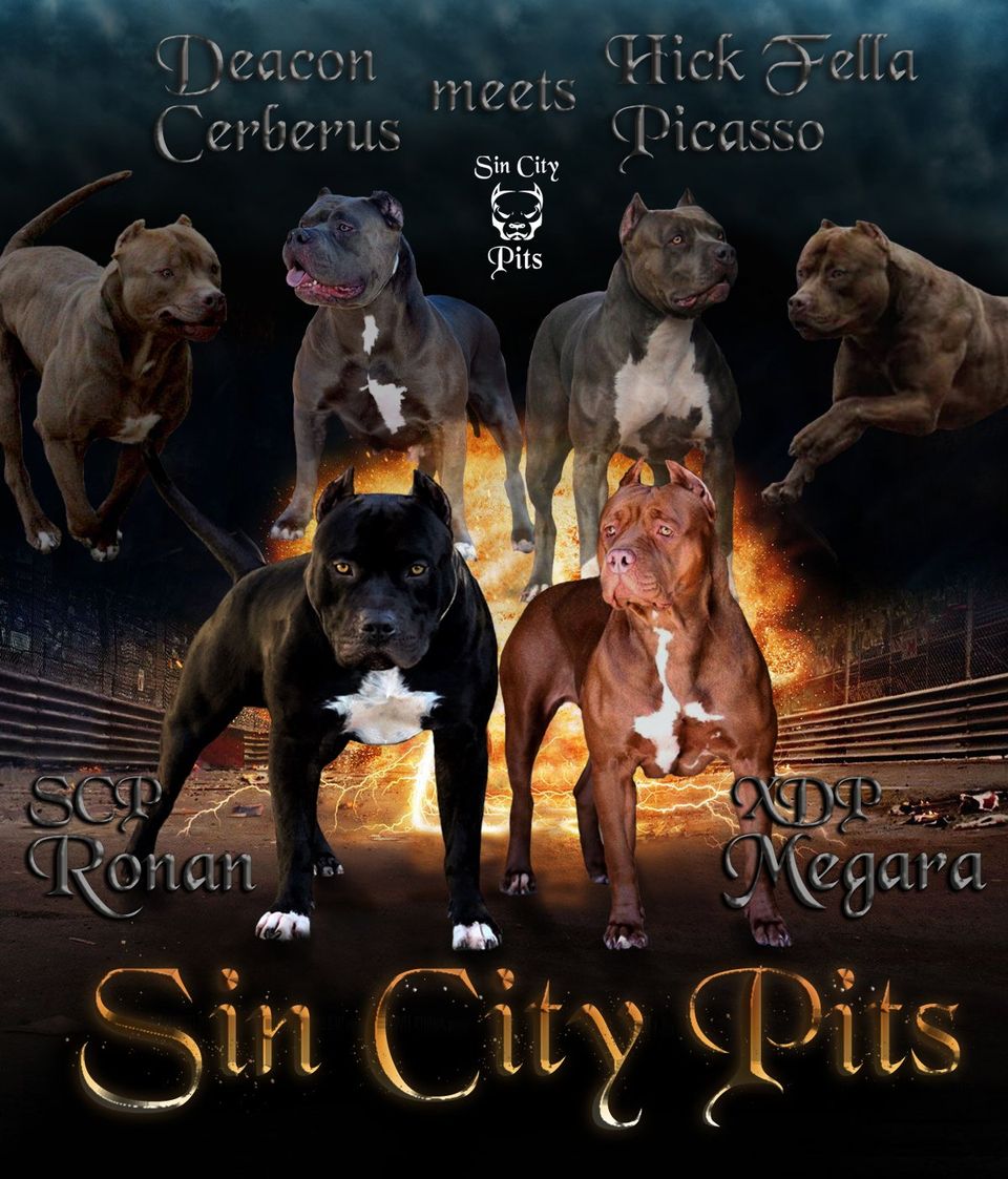 Breedings | XL Pitbulls | Puppies For Sale