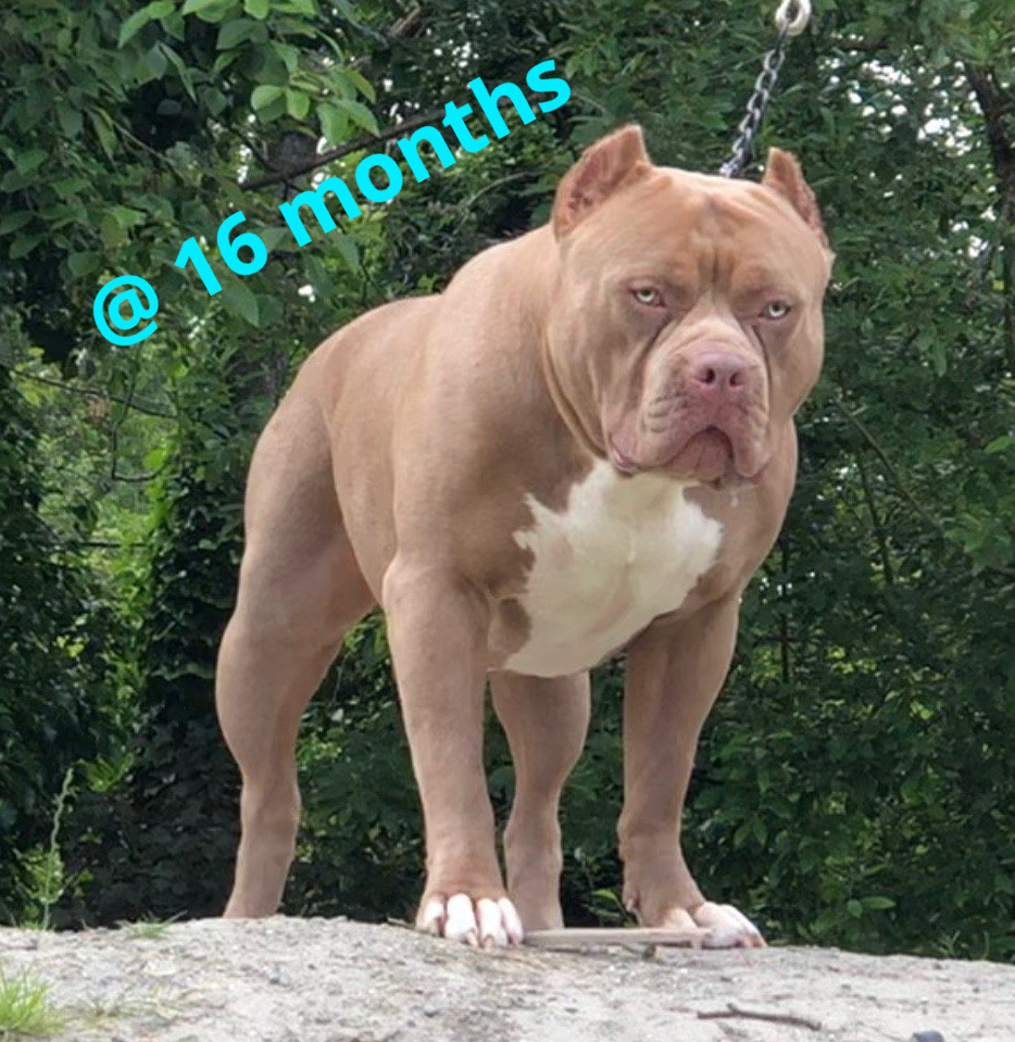 Males | Sin City Pits Las Vegas | XL Pitbull Breeders