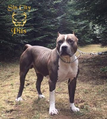 Males | Sin City Pits Las Vegas | XL Pitbull Breeders