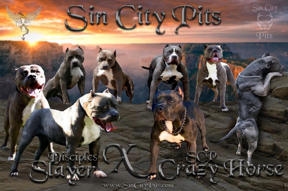 Breedings | XL Pitbulls | Puppies For Sale