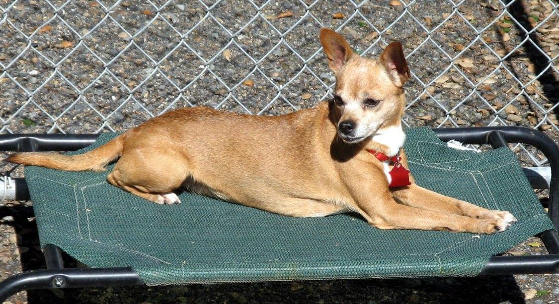 Waggin' Trails Rescue Foundation