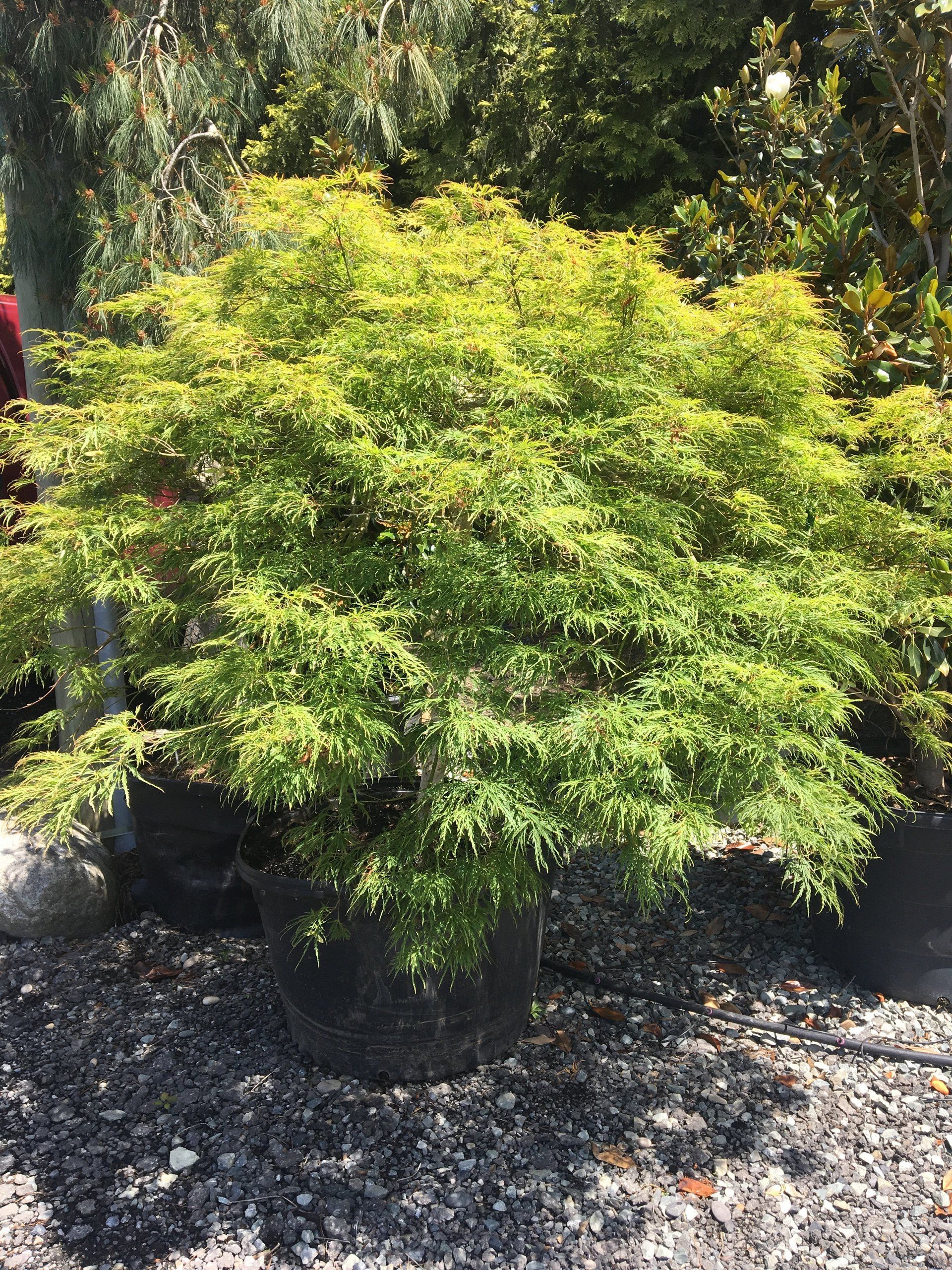 Golden Spruce Nurseries