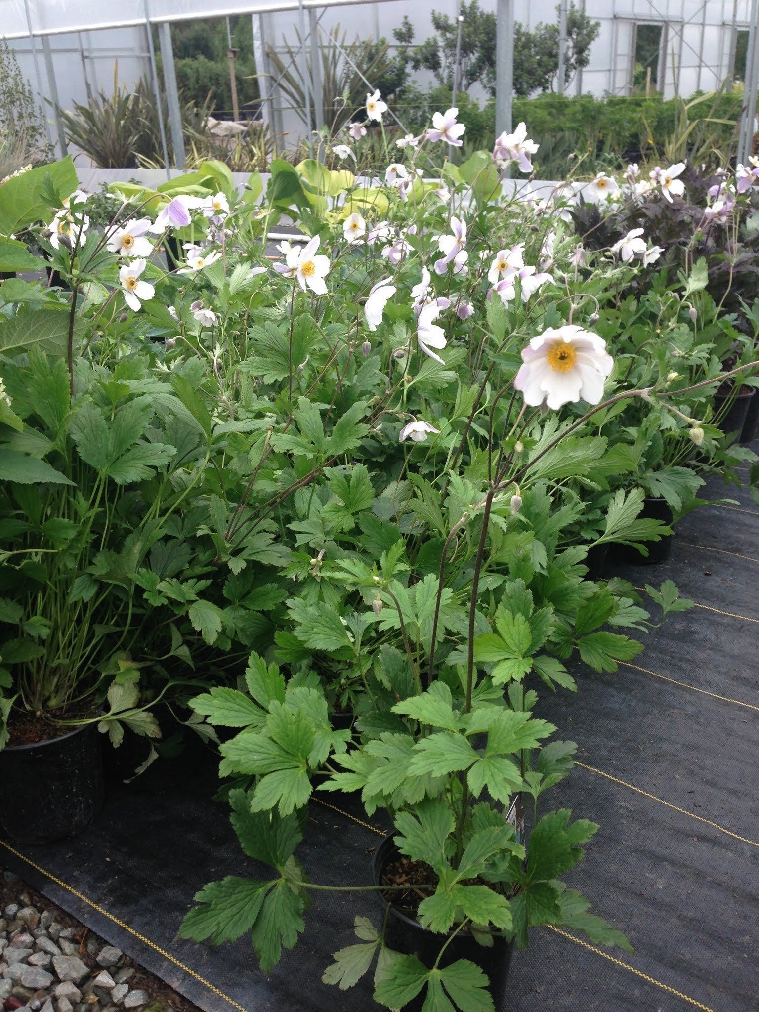 Gallery | Golden Spruce NurseriesGolden Spruce Nurseries