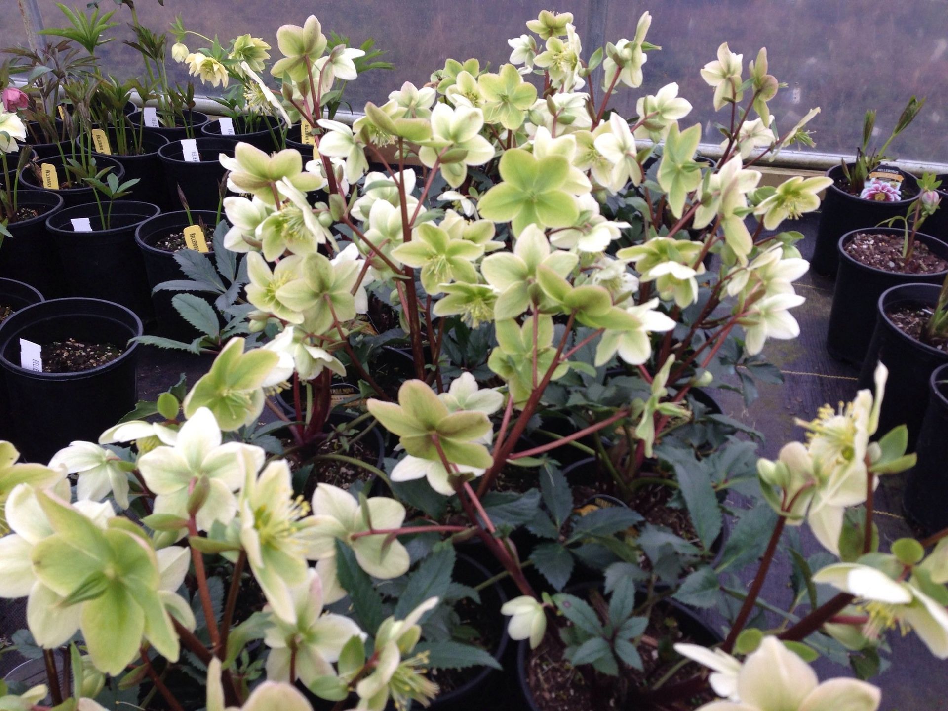 Gallery | Golden Spruce NurseriesGolden Spruce Nurseries