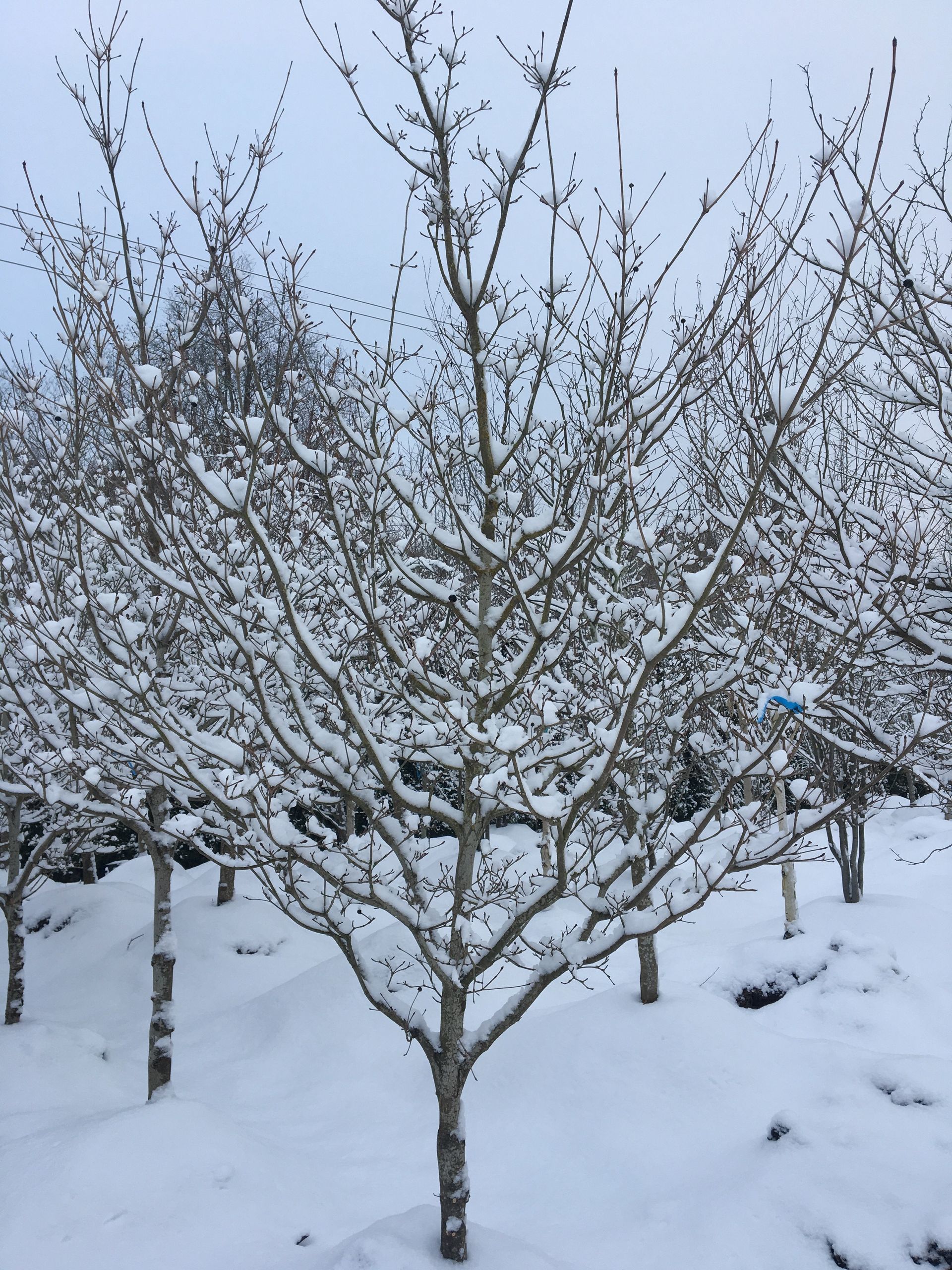 Gallery | Golden Spruce NurseriesGolden Spruce Nurseries