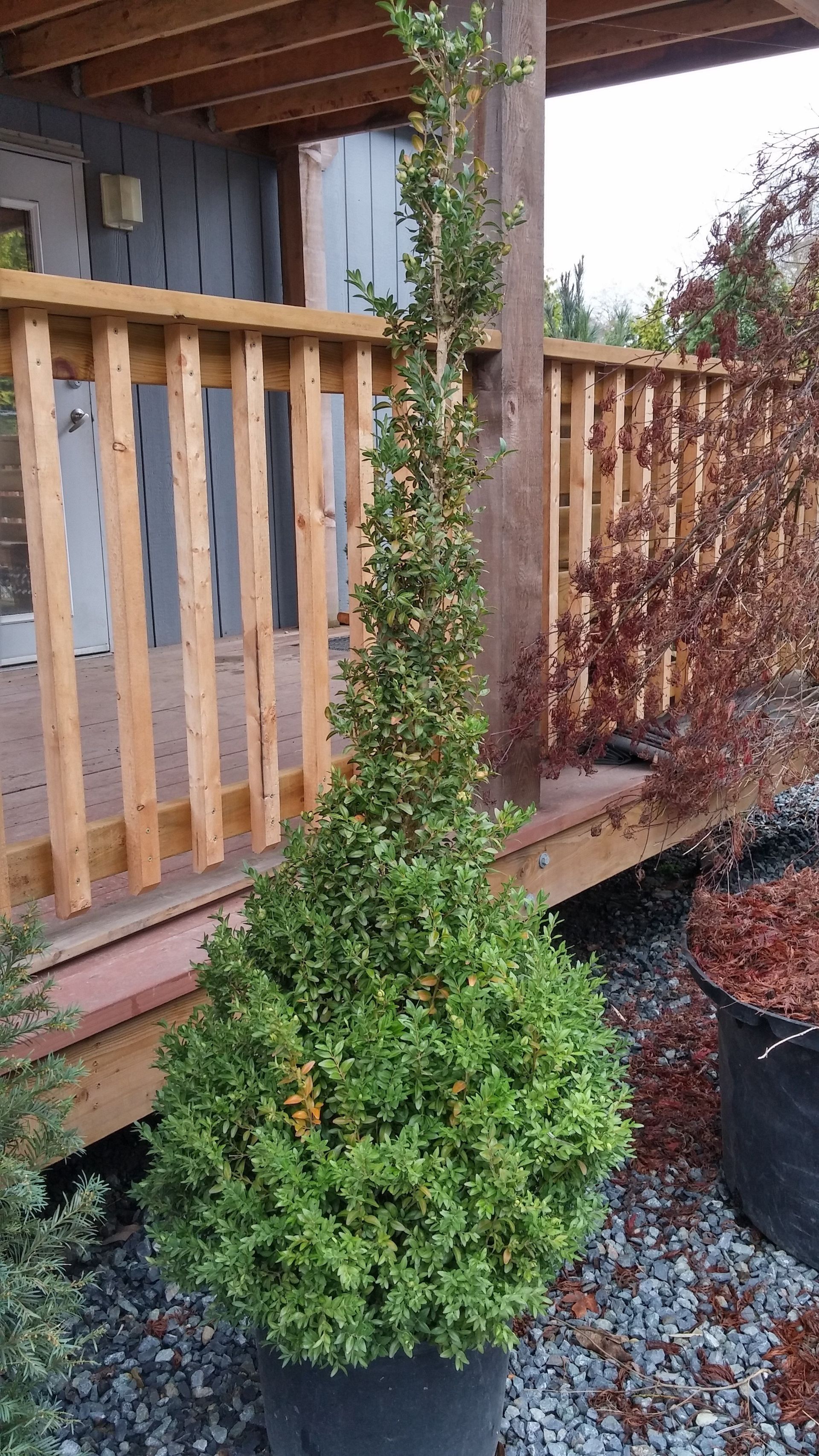 Gallery | Golden Spruce NurseriesGolden Spruce Nurseries