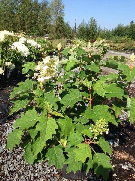 Golden Spruce Nurseries