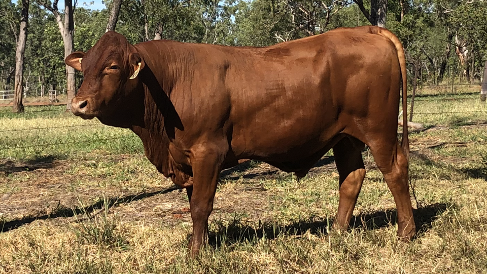 Bulls for sale | Gouron Creek Senepol