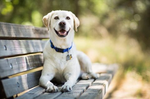 Criadero de Labrador | Labradorretriever.mx