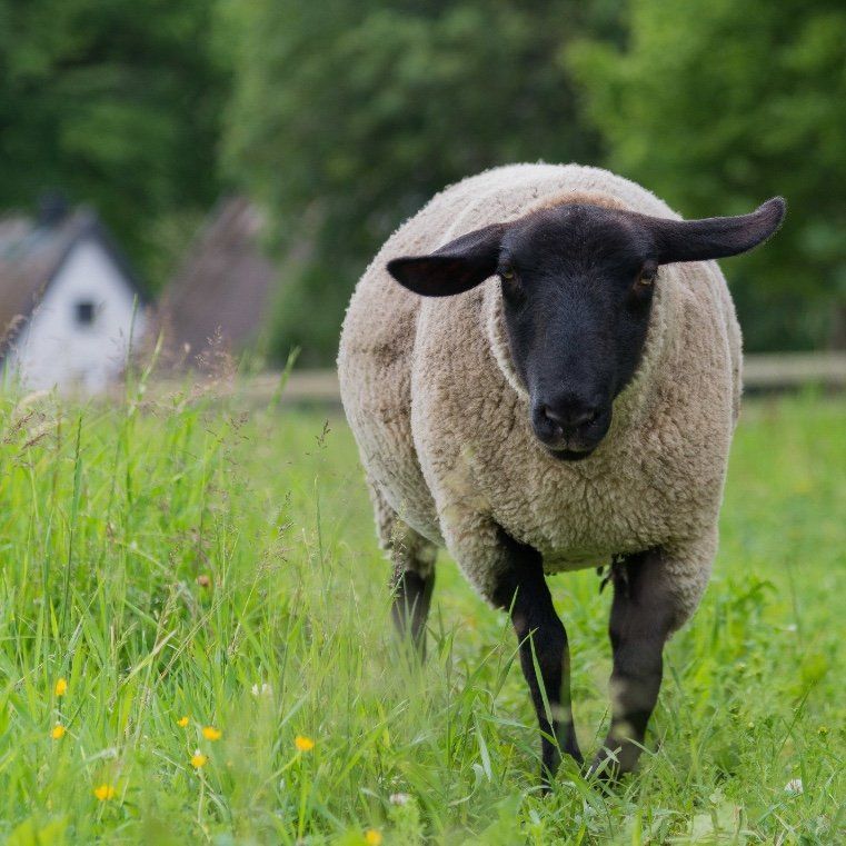 Djuren i Skånes Djurpark