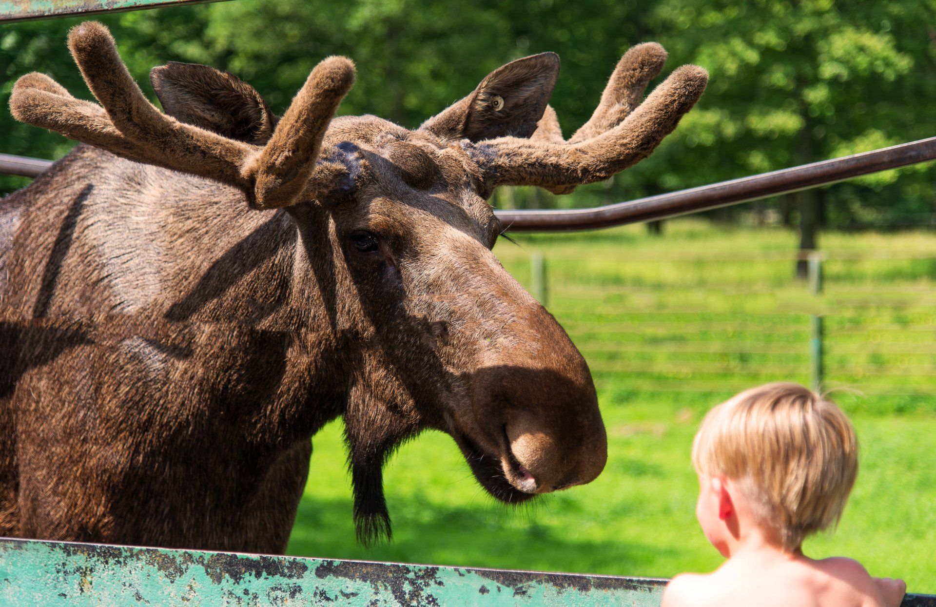 Djuren i Skånes Djurpark