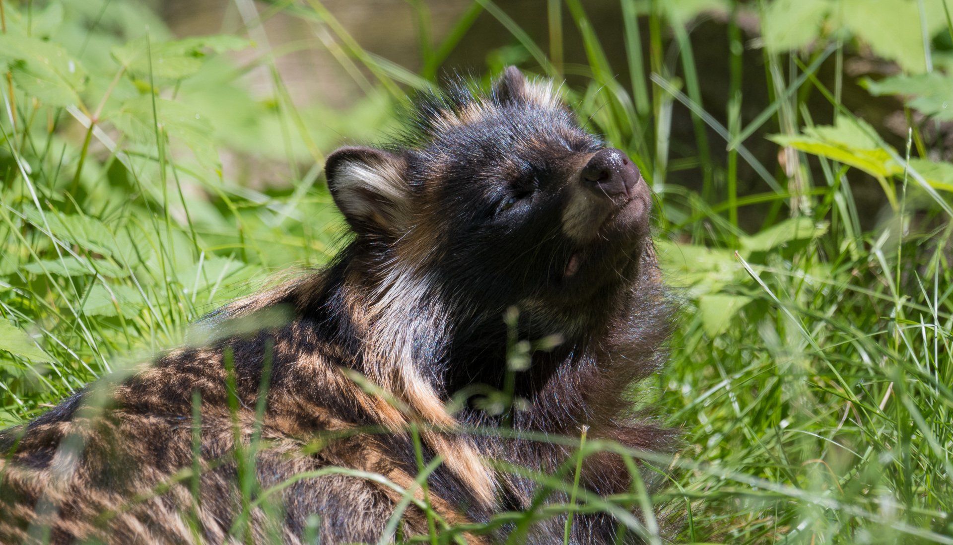 Utter i Skånes Djurpark