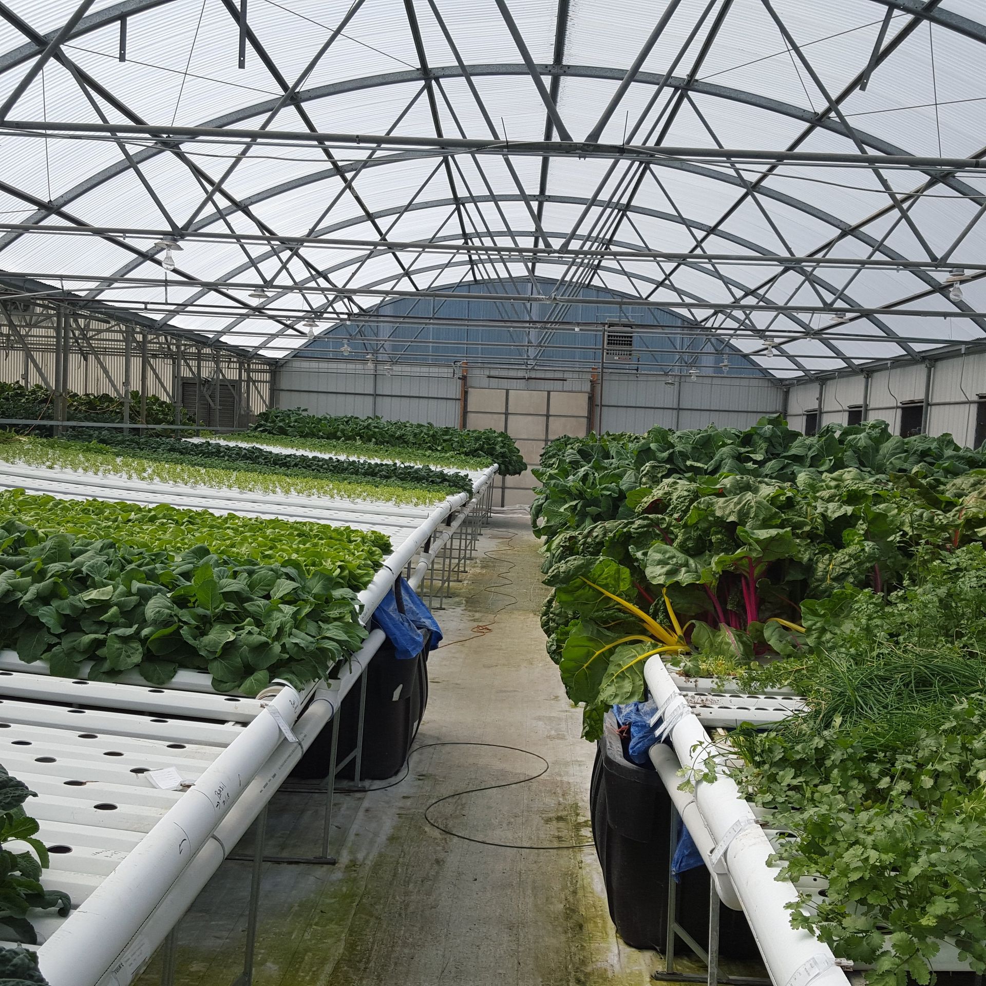 Controlled Environment Agriculture - Hydroponics | Veterans to Farmers