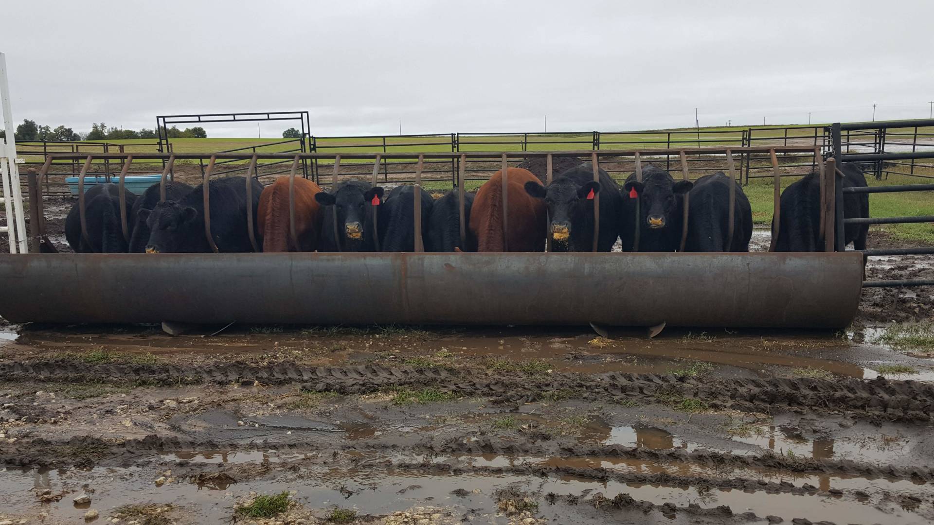 Bunk and Line Feeders