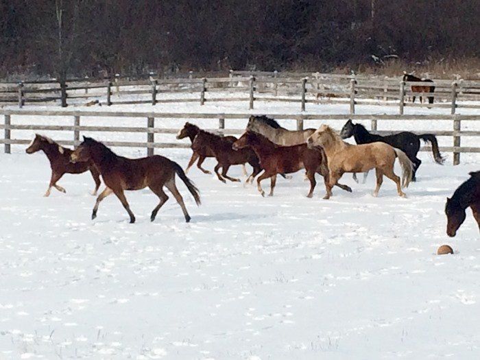 Home - Beaverwood Farm