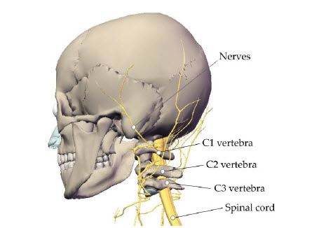 The Cervical Curve Structure, Function and Optimal Health